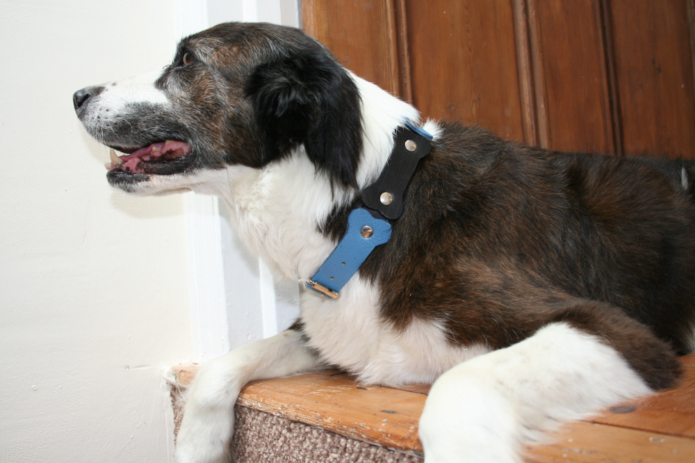 Matt Fothergill - Dog Bone Collar